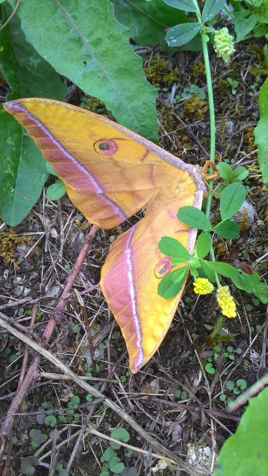 Menard & Jack Russell Terrier: Nočni metulj jamamaj