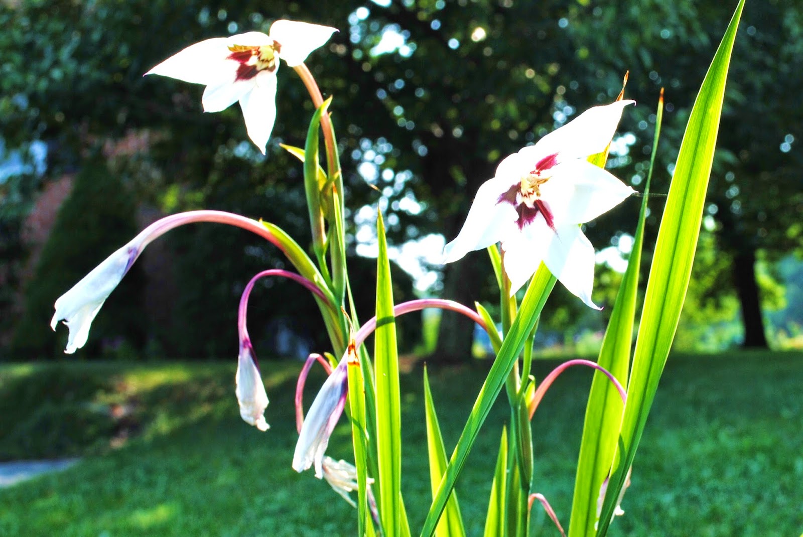 K. C. Trae Becker: Fertility – May Day; MSH#15 – Vanir; Mary, the ...