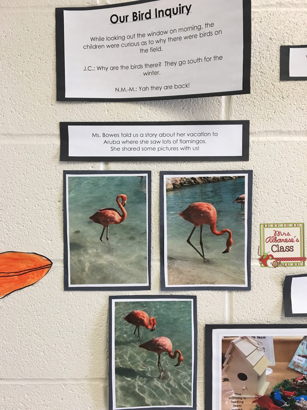 Our Bird Inquiry | Mrs. Albanese's Kindergarten Class