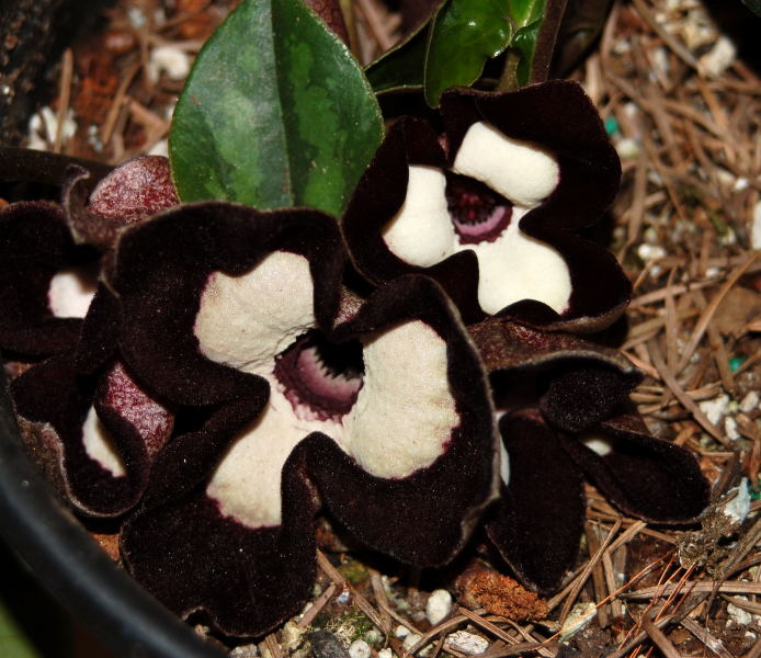 Wild Ginger Farm News Blog: ‘Ling Ling’ Panda Face Ginger