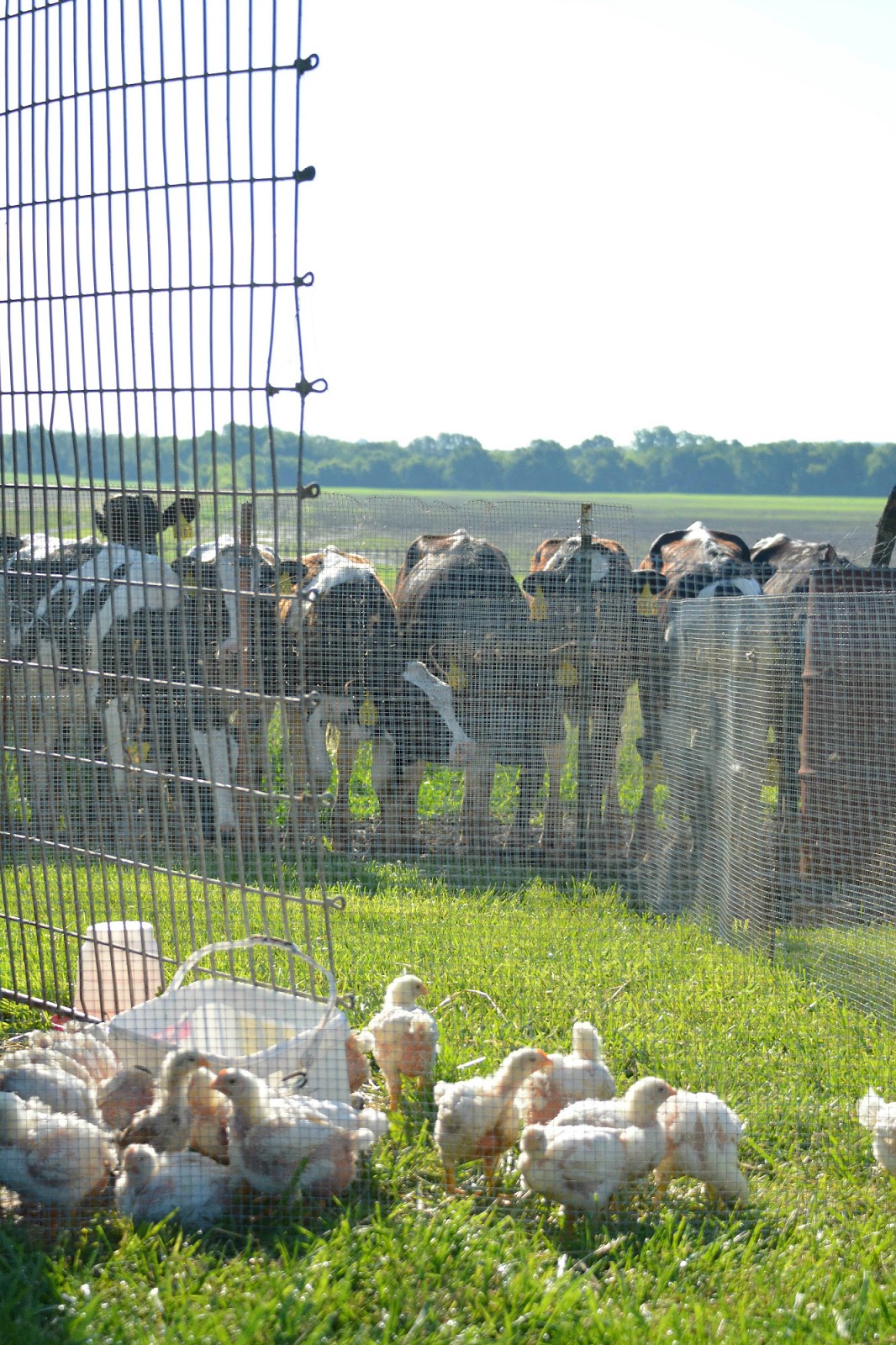 Little House on the Dairy: awkward teenage chickens