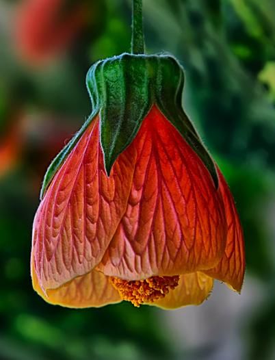 G 4 Gardening: Know Your Plants