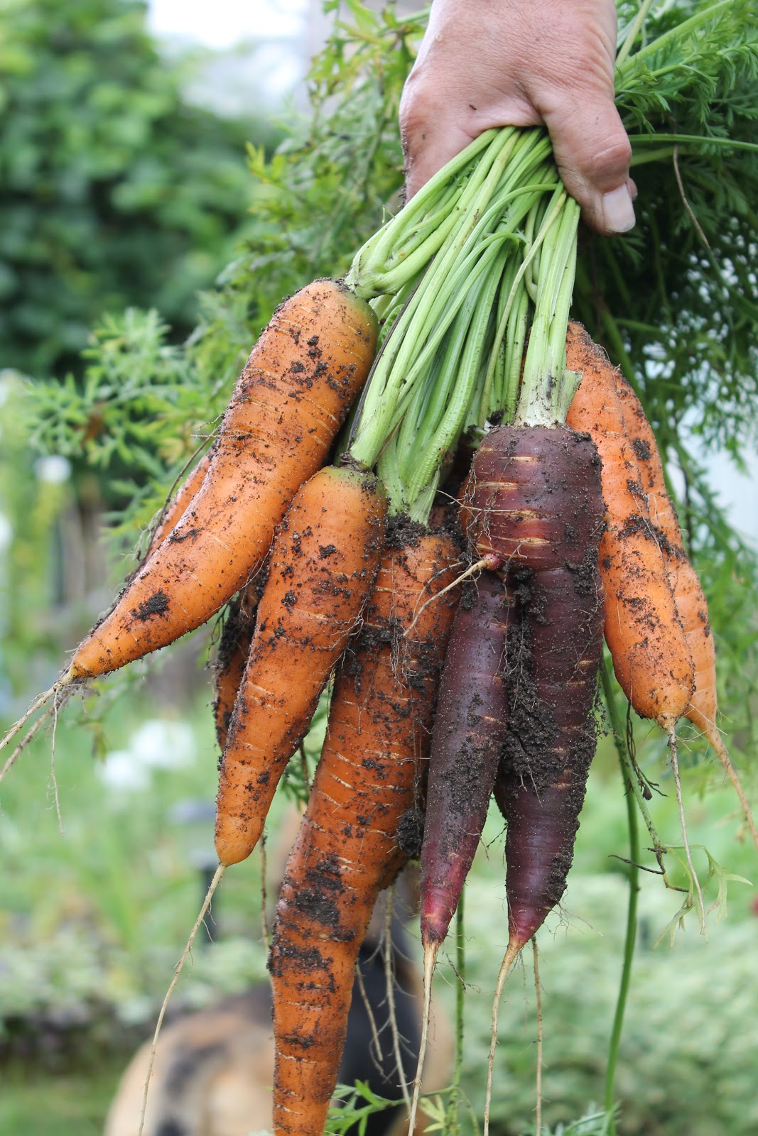 sauja no manis: augusts 2012