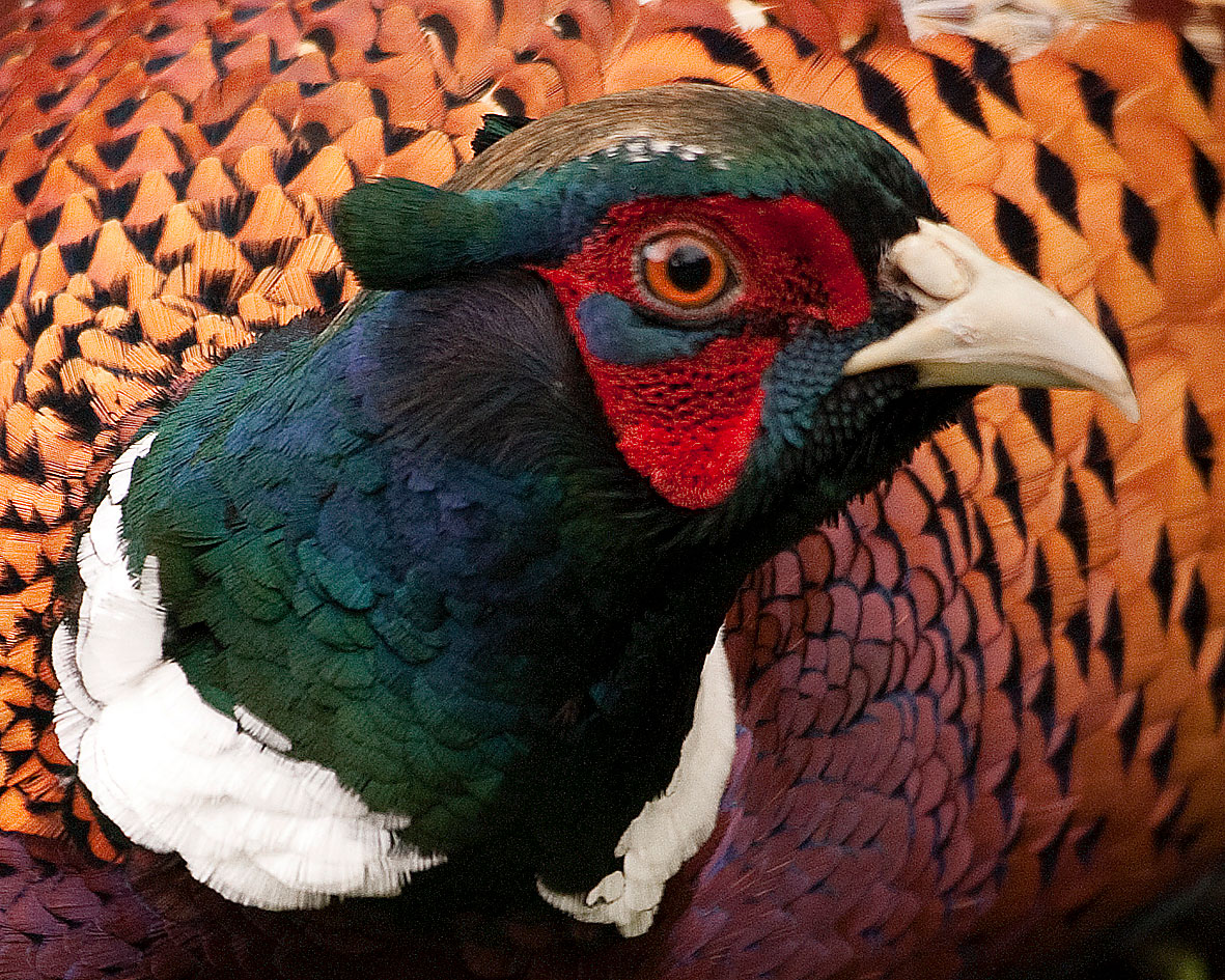 Cock of the Rock: Pheasant Pluckers!