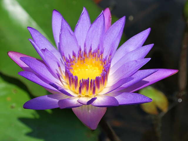 Let's learn a little Geography - Pink Masquerade