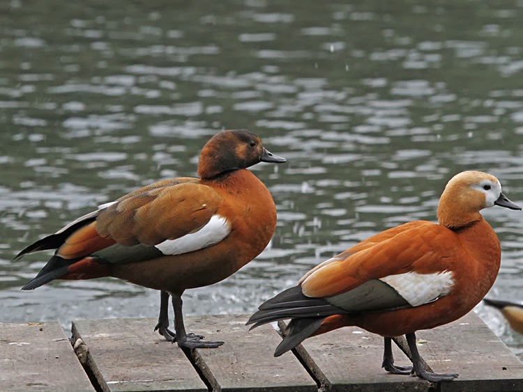 Ruddy Shelduck Facts