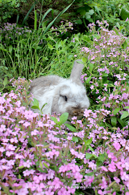 Pixie Hill: A new Pixie Hill resident