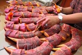 Burung Enggang Gading Harganya Mencapai Puluhan juta - Berita Dan ...