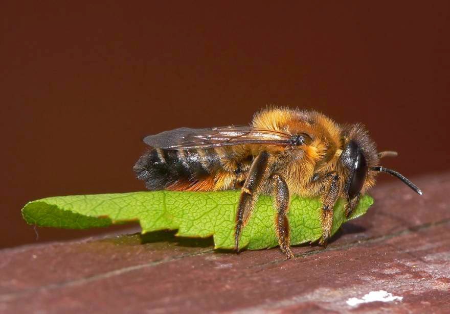 Doug Mackenzie Dodds - Images | I bees see. (tee-hee).