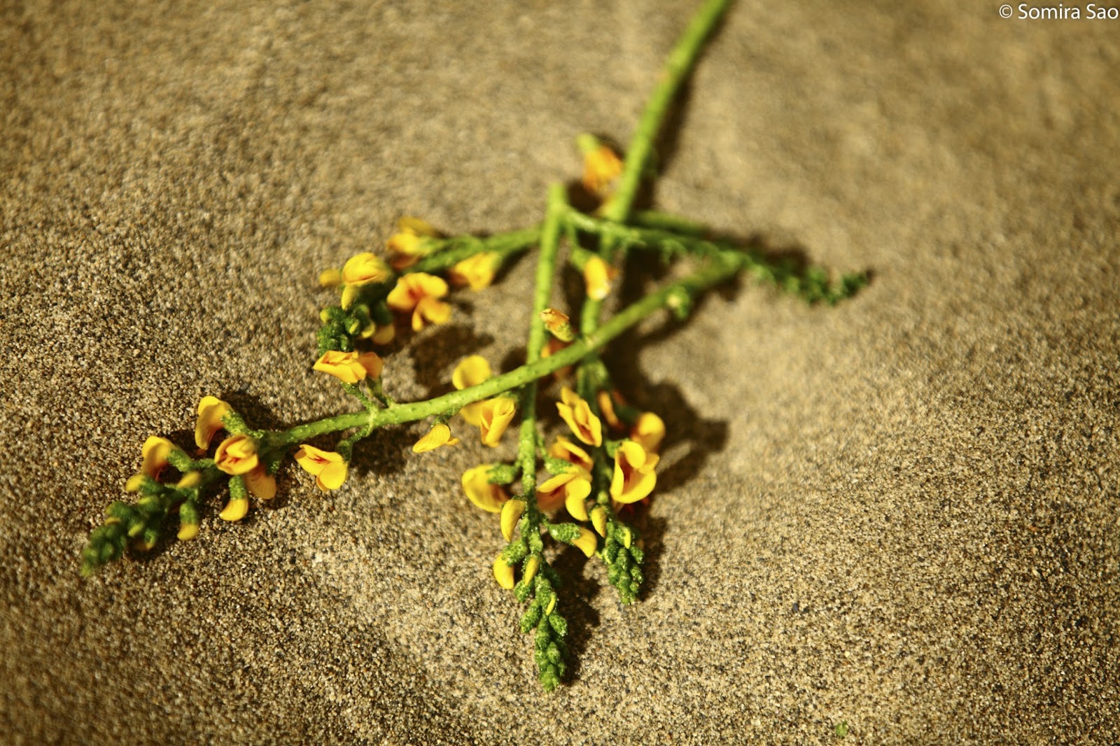 Anasazi Racing: paramela / adesmia boronioides