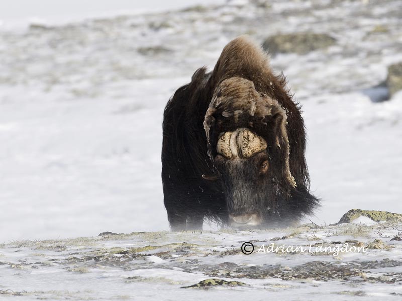 images-naturally!: Musk Ox in the snow