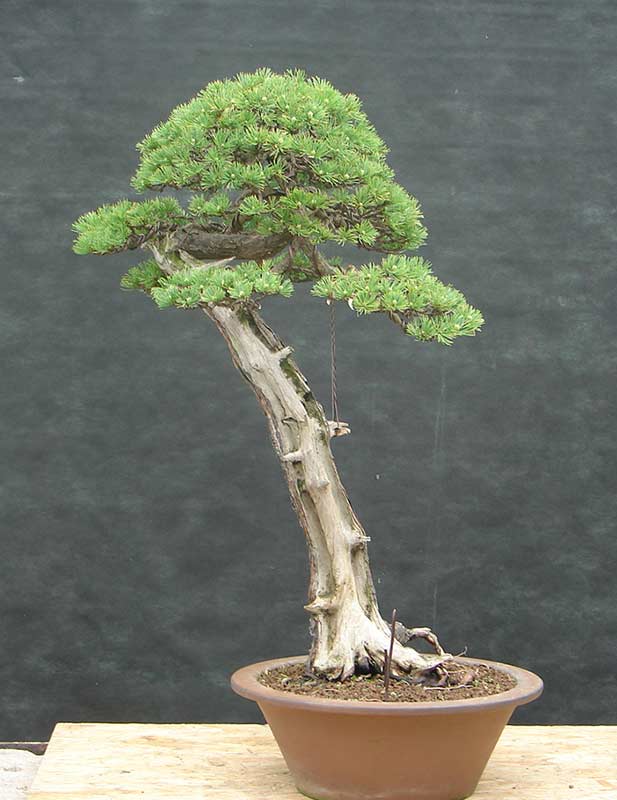 Walter Pall Bonsai Adventures: 30 Japanes trees for sale - German and ...