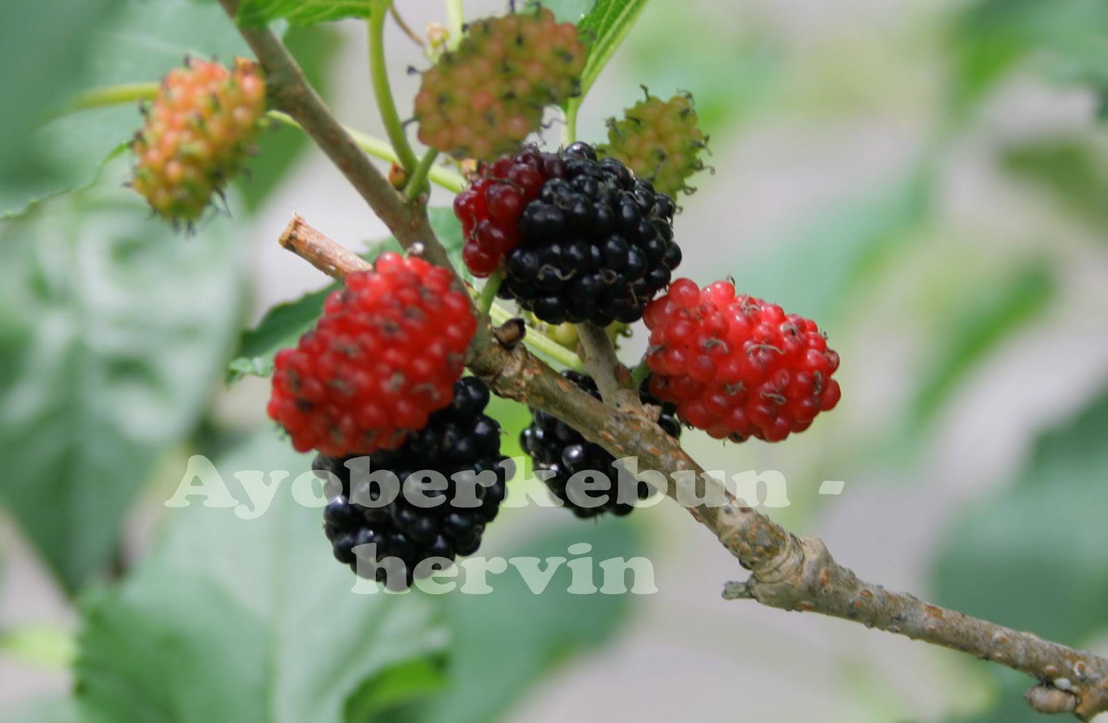 Ayo berkebun: Long Murbei