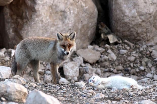 White Wolf : A cat and a fox form an unlikely friendship (Photos - Video)