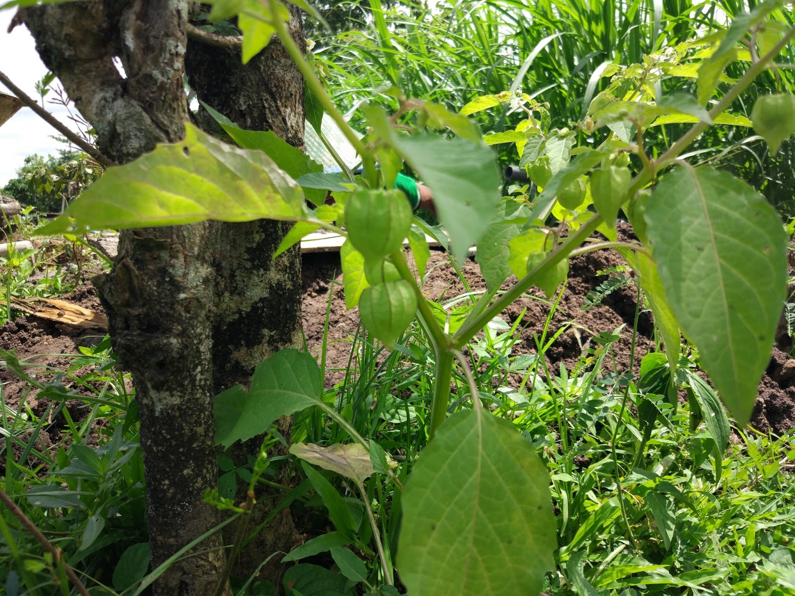 Hanya Berbagi: Buah Ciplukan / Caplukan Enak Banget dan Bermanfaat