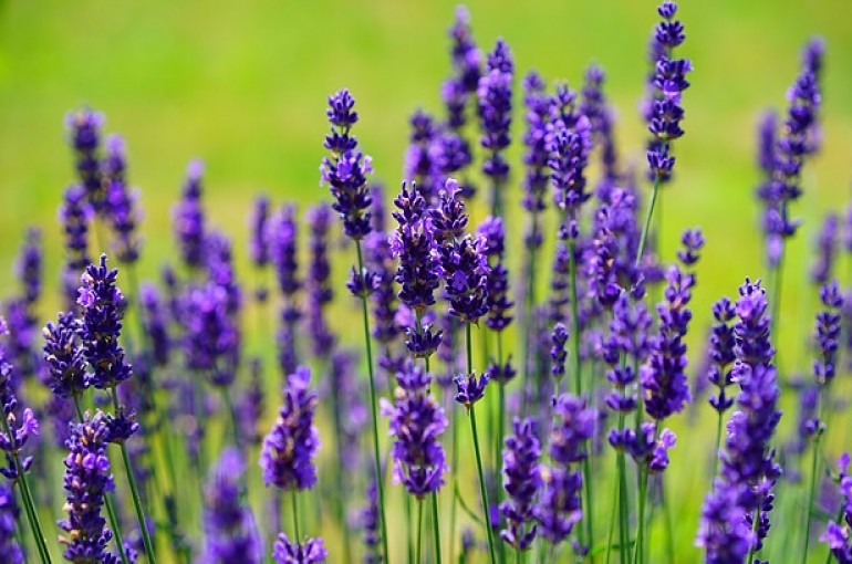 TANAMAN HIAS BUNGA LAVENDER ~ INDONESIAHIJAUSEJATI