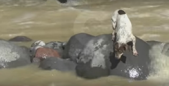 [DRAMATICO RESCATE] En el último minuto, perrito es salvado de morir ...