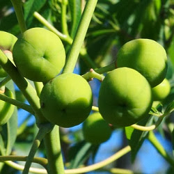 Cultura Guaraní: Manihot grahamii (falso cafeto)