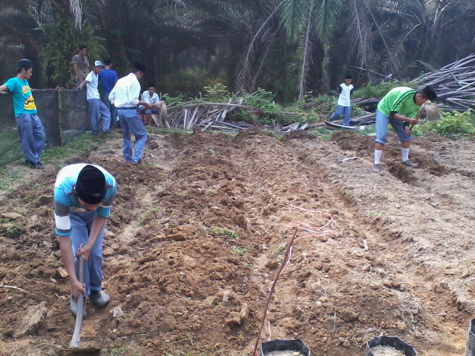 AGRICULTURE ORGANIC ATPH: ATPH (Agribisnis Tanaman Pangan & Hortikultura)