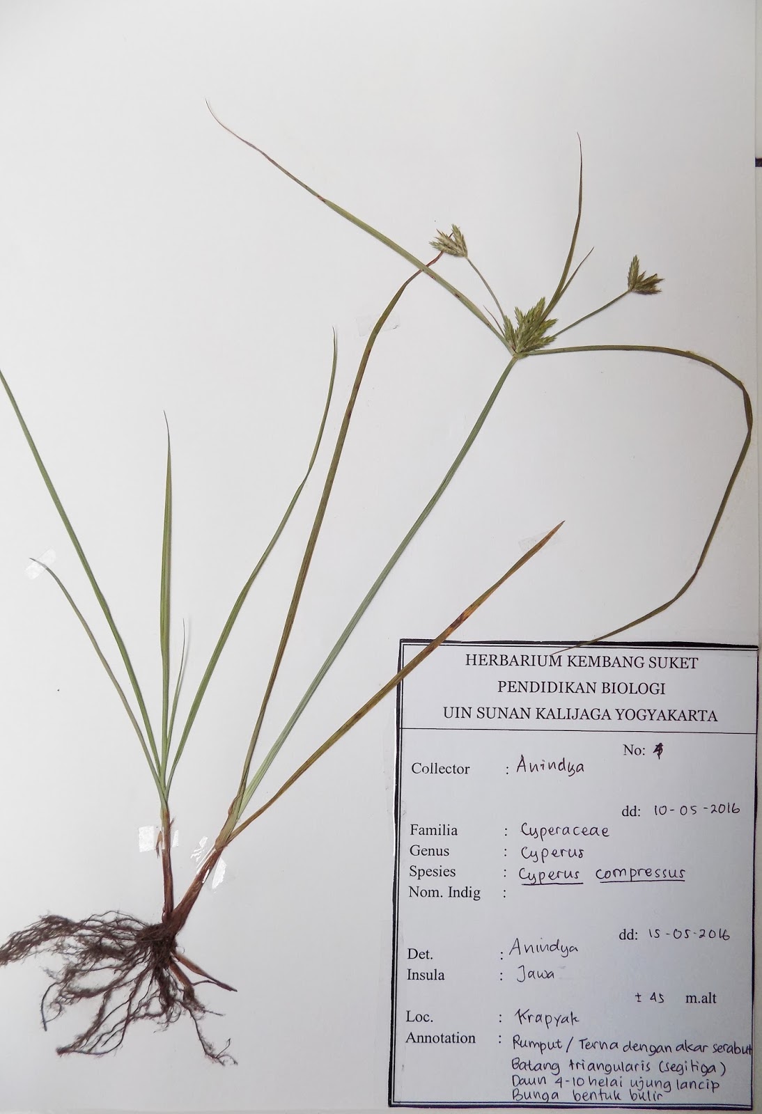 Herbarium of Krapyak: Cyperus compressus