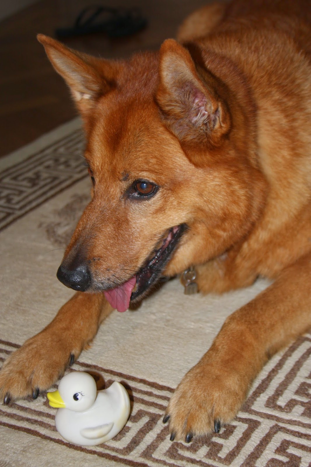 Small Animal Talk: How one dog can change a life: the story of Max