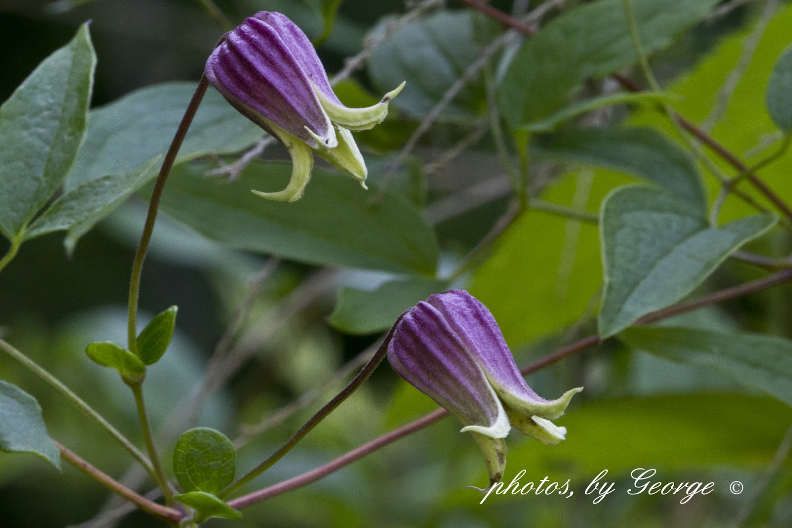 "What's Blooming Now" : Vasevine, Leatherflower (Clematis viorna L.)