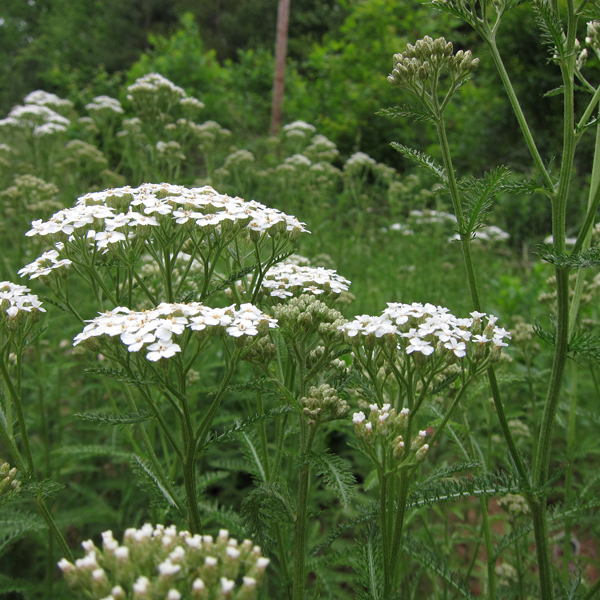 chickory: Sisyrinchium montanum (Blue Star Grass)