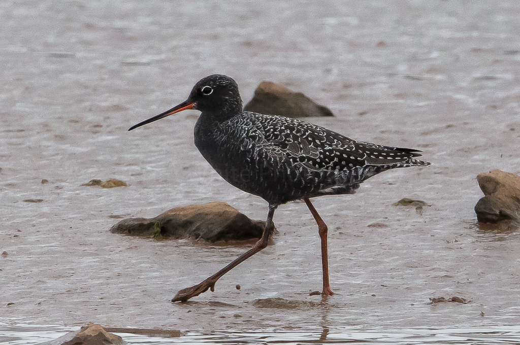 Colyton Wildlife: Stunning Spotted Redshank