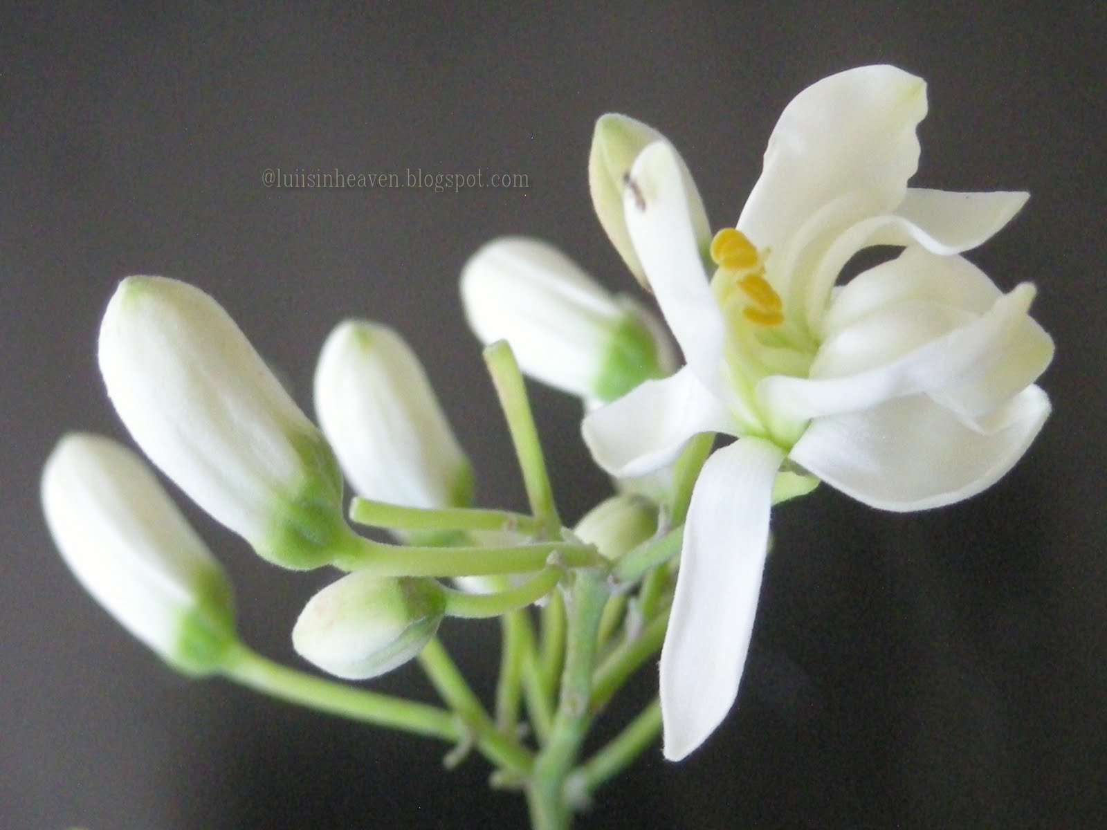 lui is in heaven: The Moringa Flower!