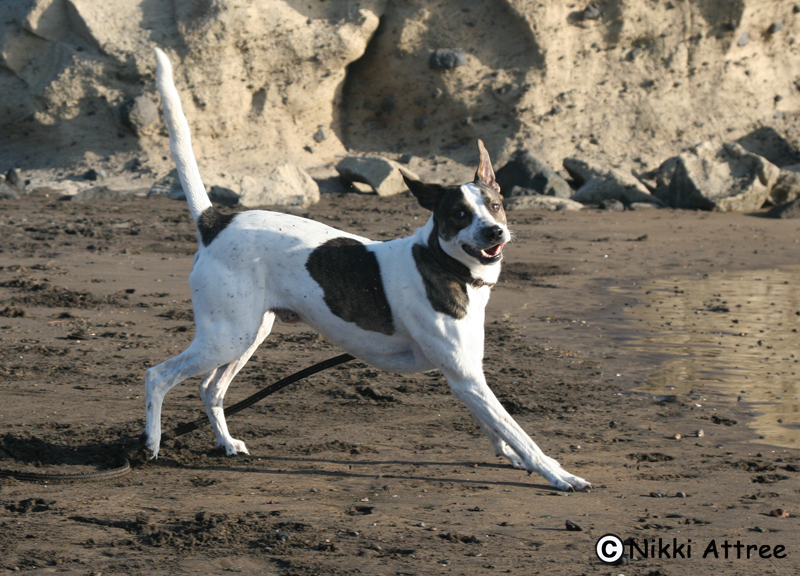 Tenerife Dogs: Me and my amigo Pinto playing :)
