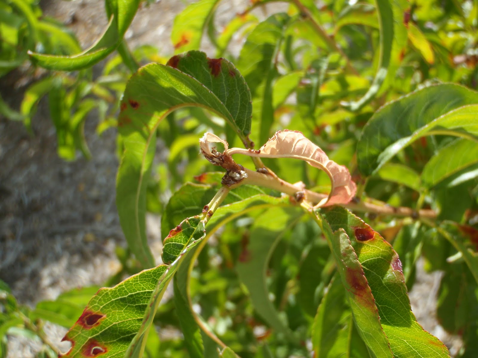 Xtremehorticulture of the Desert: What's Happening In The Orchard In ...