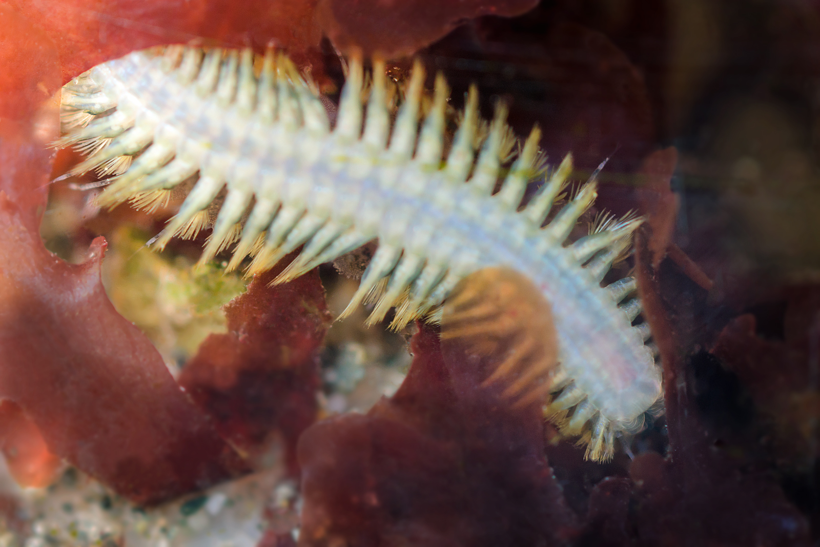 Wanderin' Weeta (With Waterfowl and Weeds): Worm food