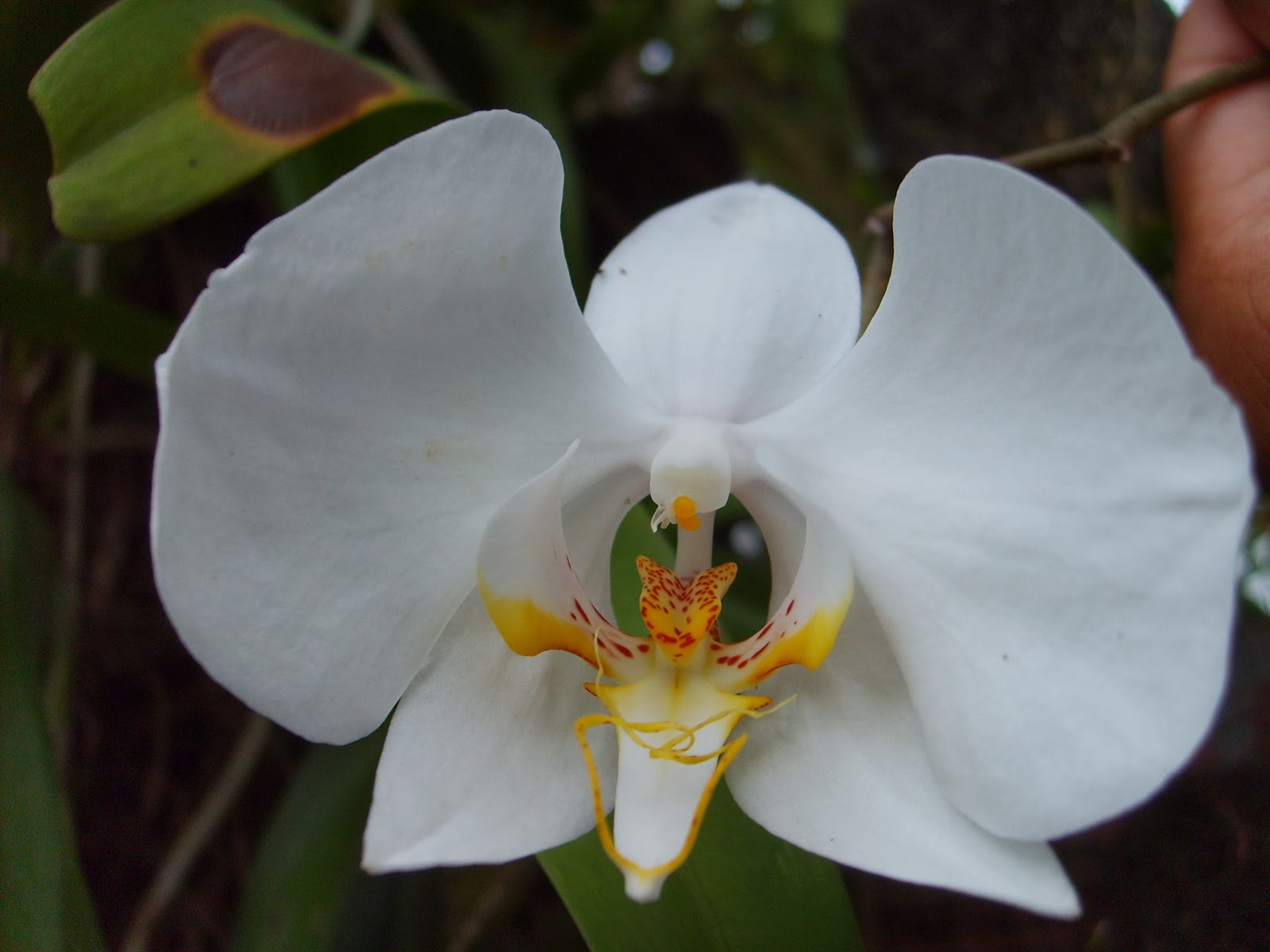 Alasan Anggrek Bulan Dipilih Menjadi Puspa Pesona - Inos Kalsel