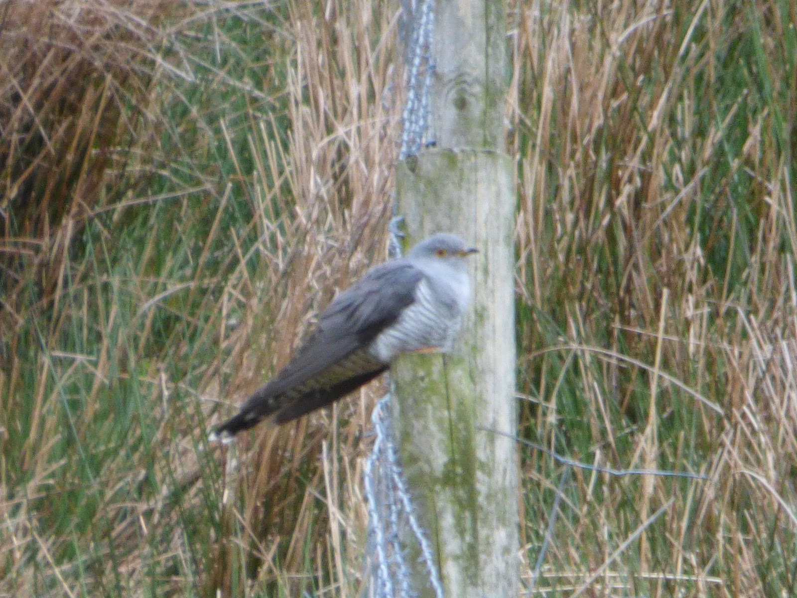 Valley Naturalist: Twitter for Gwent bird news ( #gwentbirds )