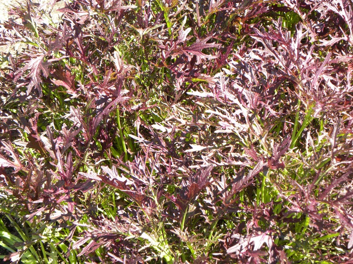 Seminte si plante de gradina hobby: Mustar oriental Ruby Streaks