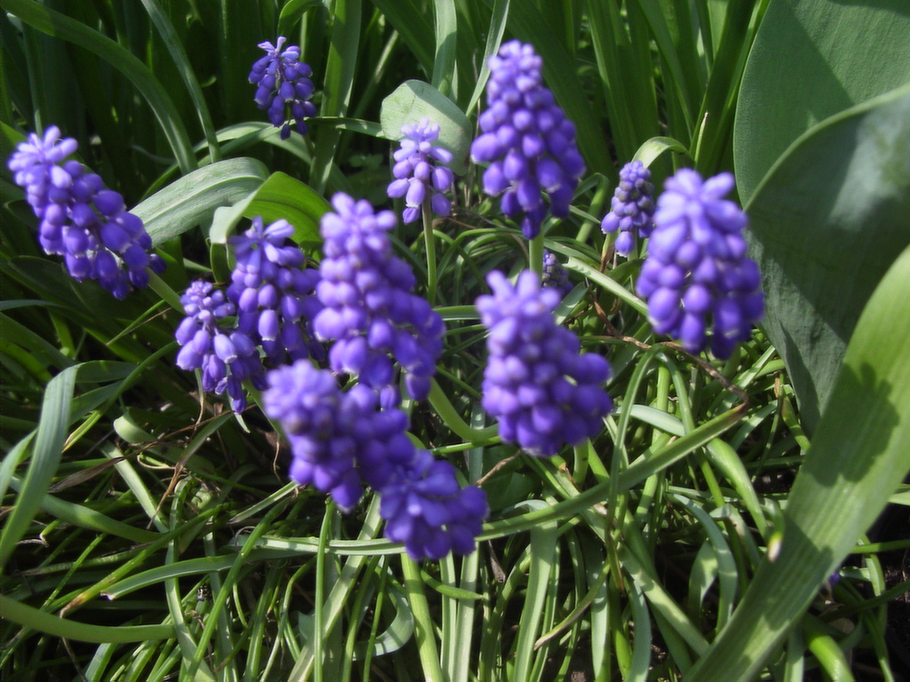 Ágnes blogja : Végre itt van a tavasz! A kertekben nyílnak a szép ...