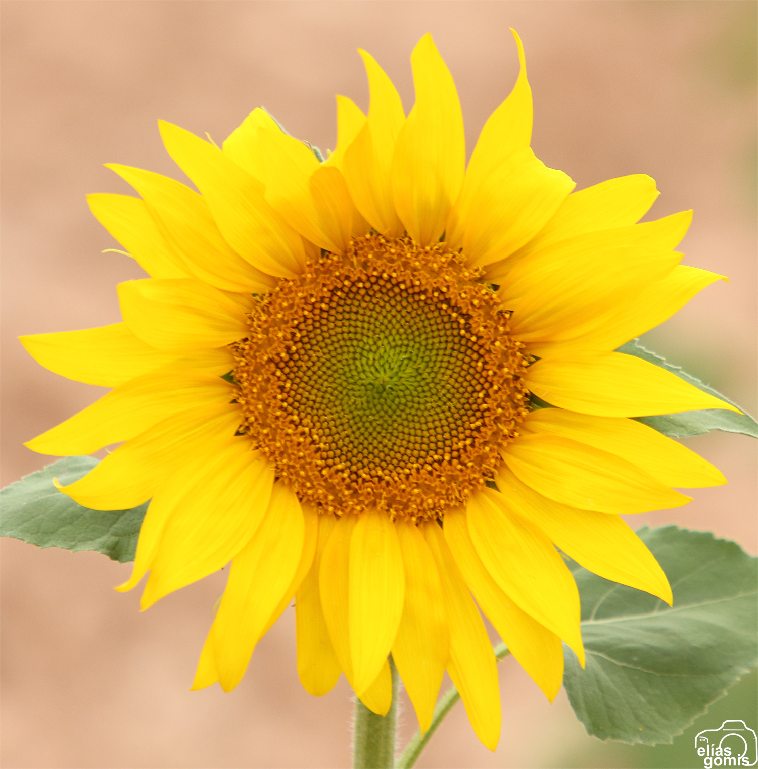 Hoy no sé ni quién soy: GIRASOLES