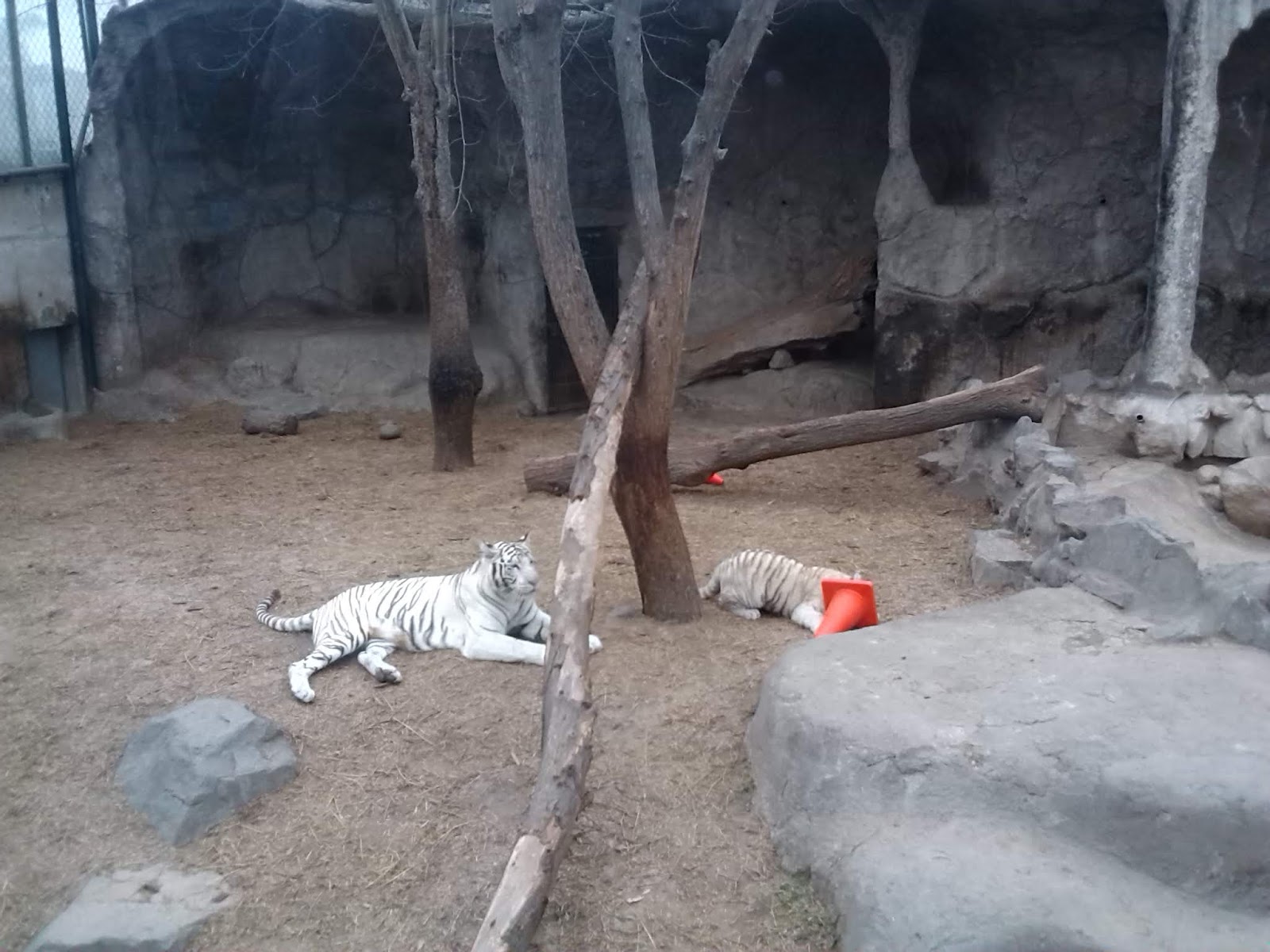 5 Reasons Why the Zoo Should Not Exist