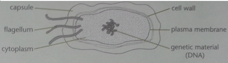 New Zealand NCEA level 1 Biology : Bacteria