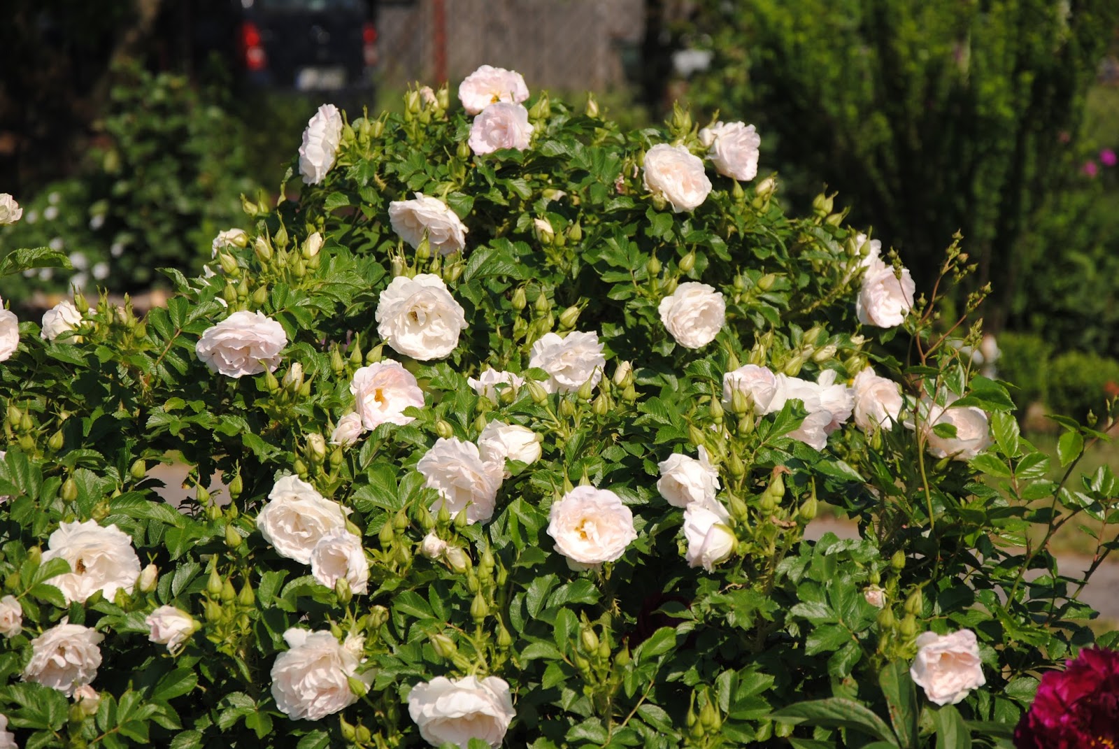 Rosa rugosa ‚Ritausma'