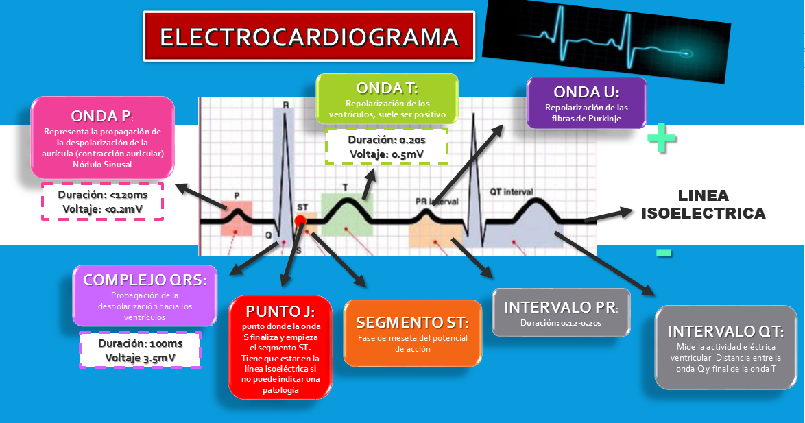 YetzaliZavalaBlogDeFisiologia2016Gpo7: GENERALIDADES ELECTROCARDIOGRAMA