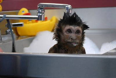 Hanson Services: Monkey helpers for the disabled