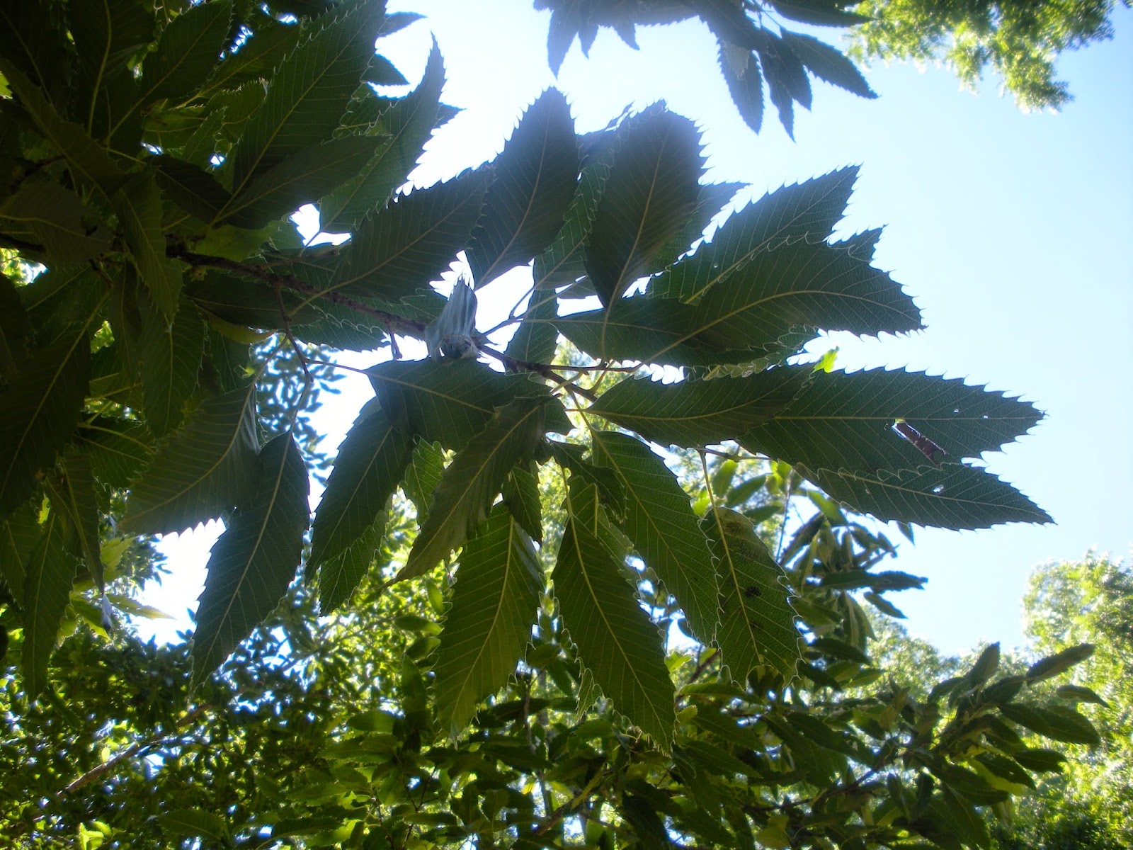 Memphis Trees: A trip to the farm