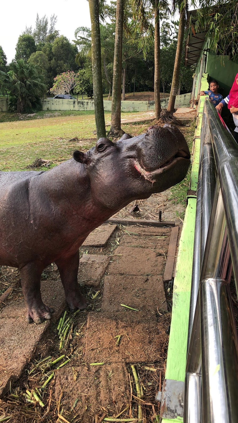 ini cerita kita: Wetland Banting - jumpa badak air