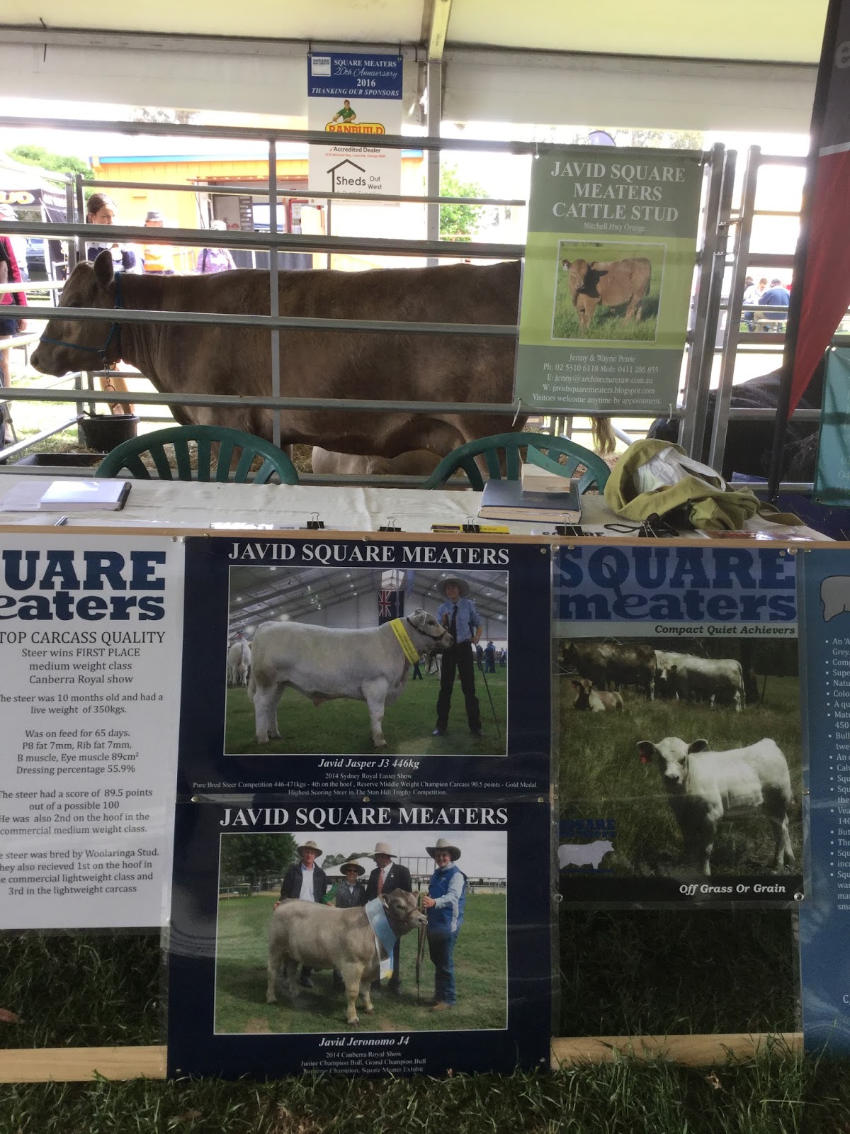 JAVID SQUARE MEATERS CATTLE STUD: NEWS