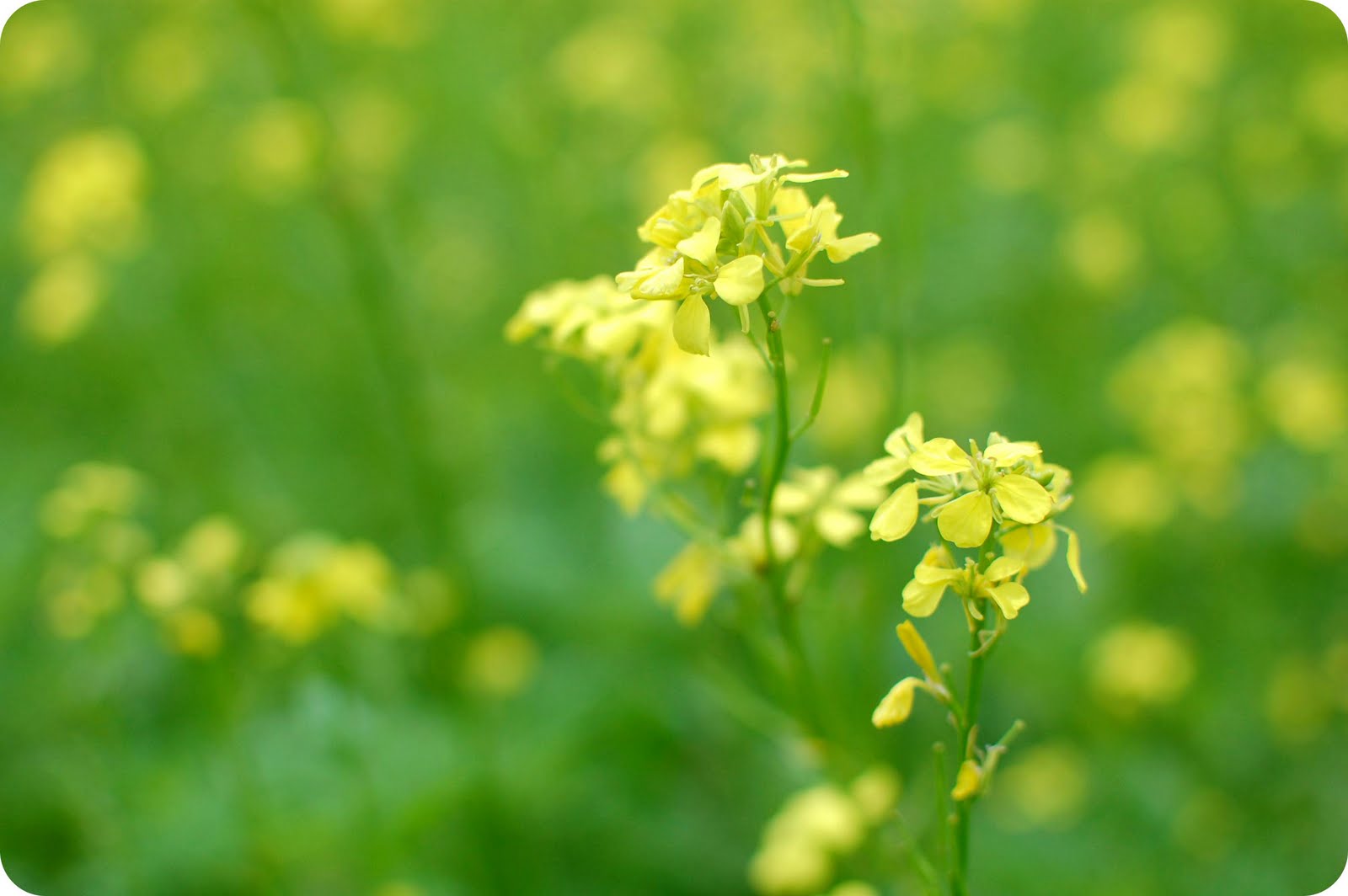 33 Shades of Green: Crazy Days of Summer: Yellow