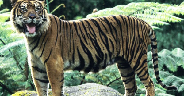 Animal Unique: Tiger
