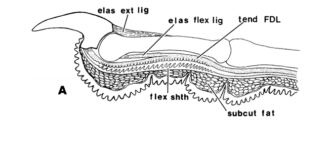 Updated version of the Eñetsi, my world's species of carnivorous ...