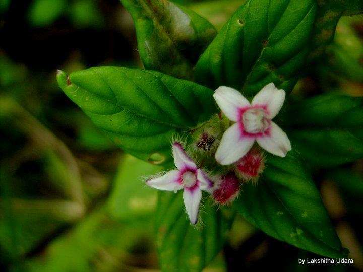 10 places to visit in Sri Lanka before you die