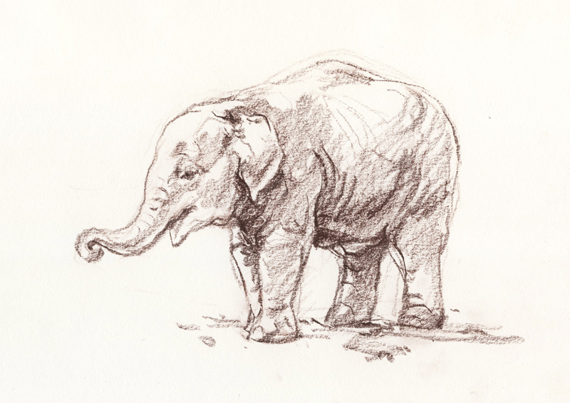 Pepijn Hof: Schetsen dierentuin